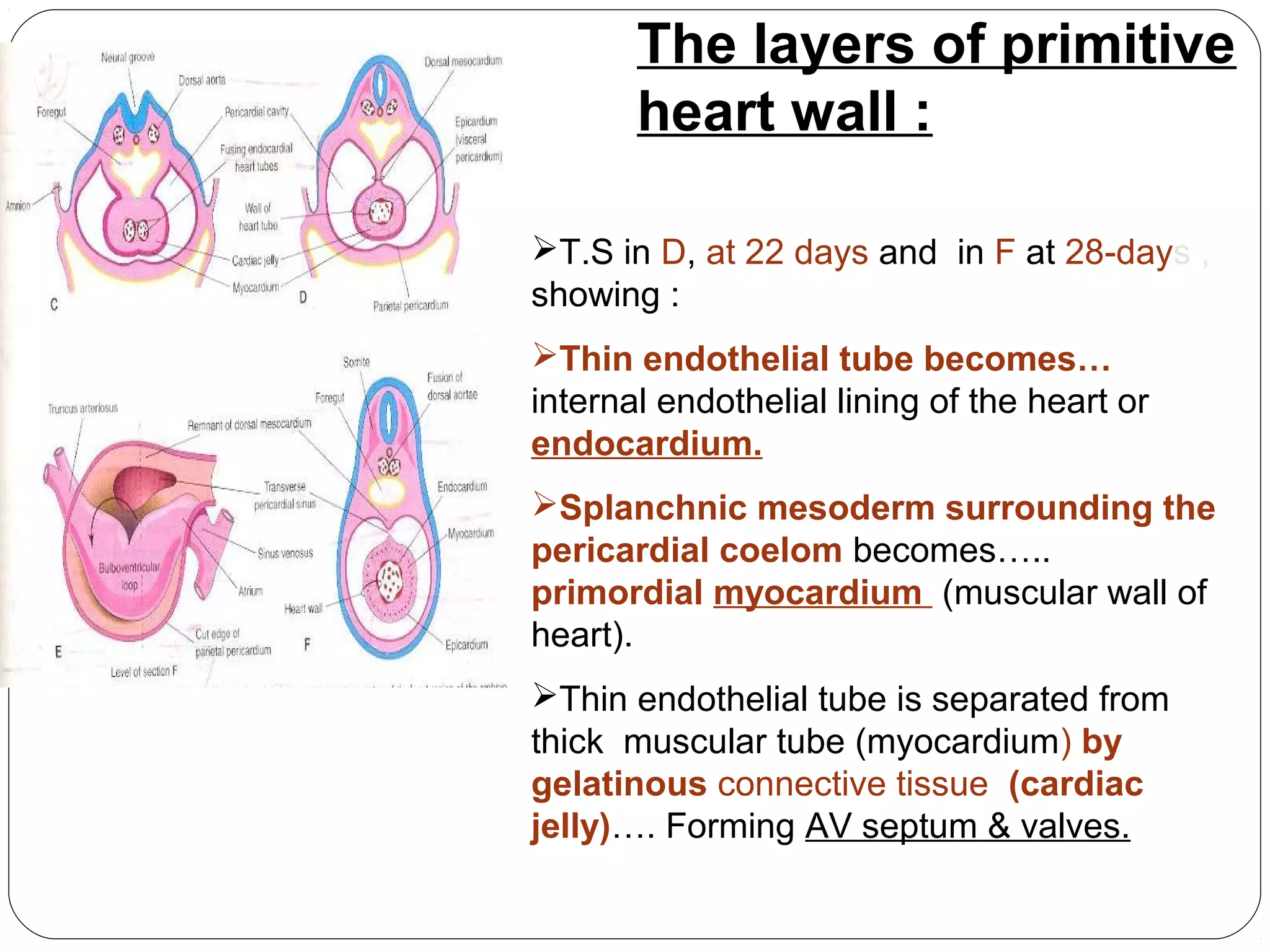 11 development of the heart | PPT