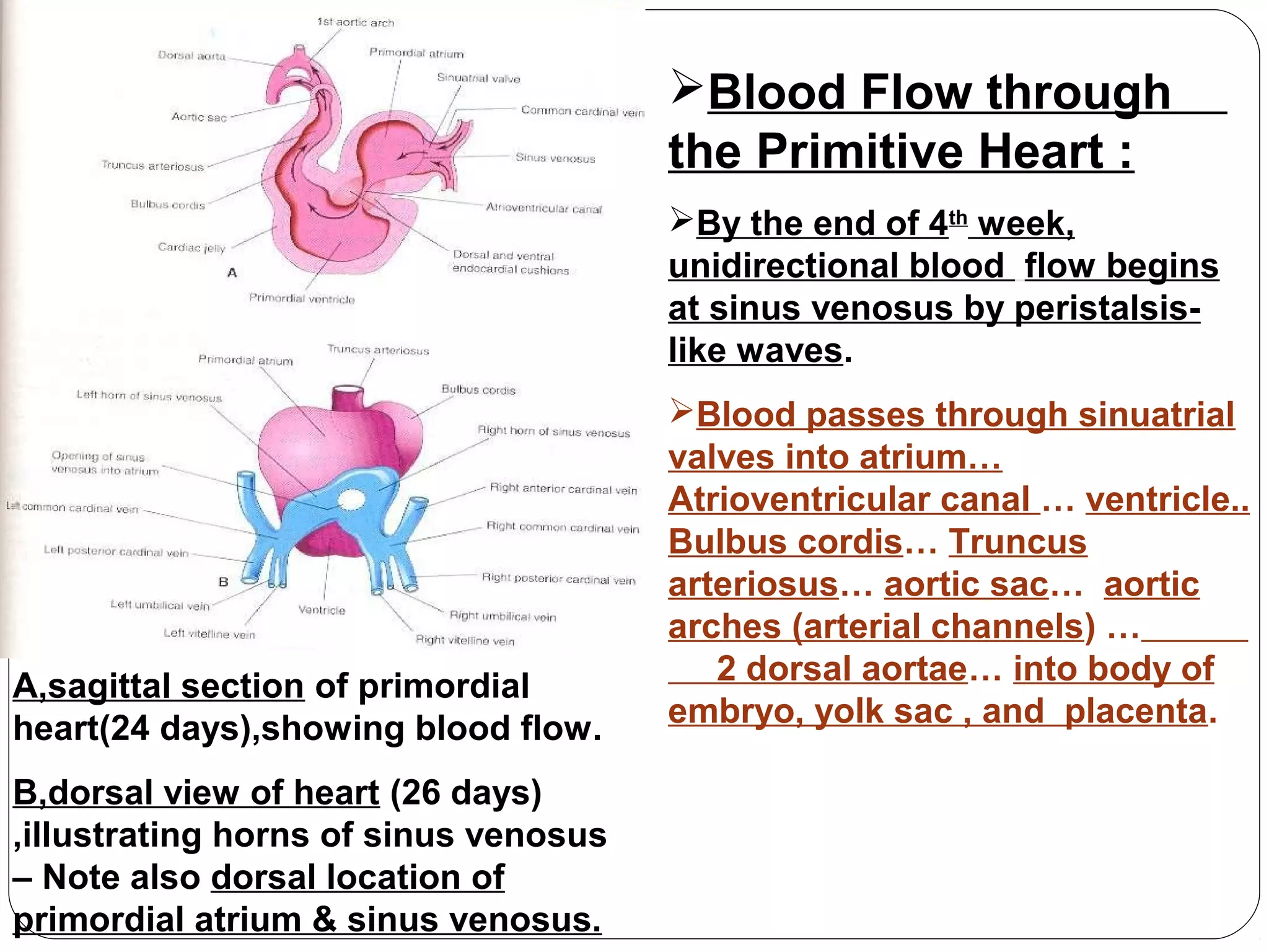 11 development of the heart | PPT