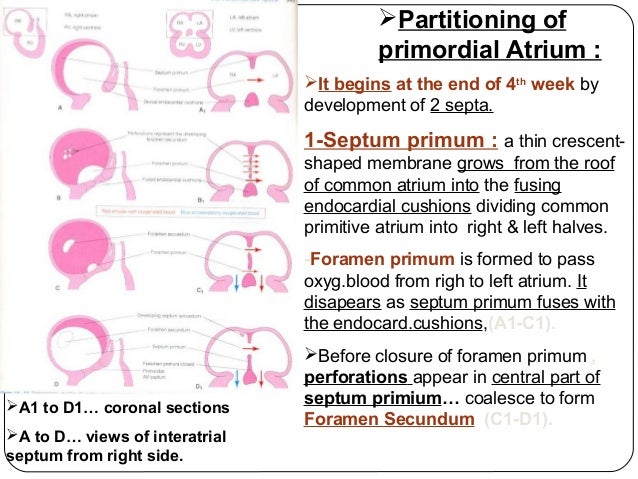 11 development of the heart