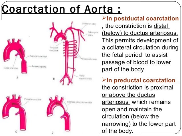 11 development of the heart