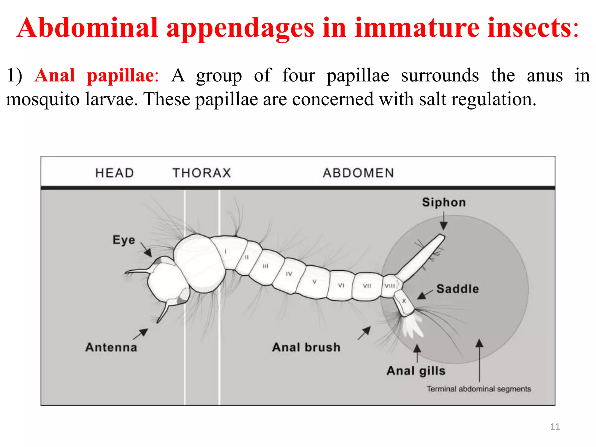 Abdominal structures in insects | PPTX