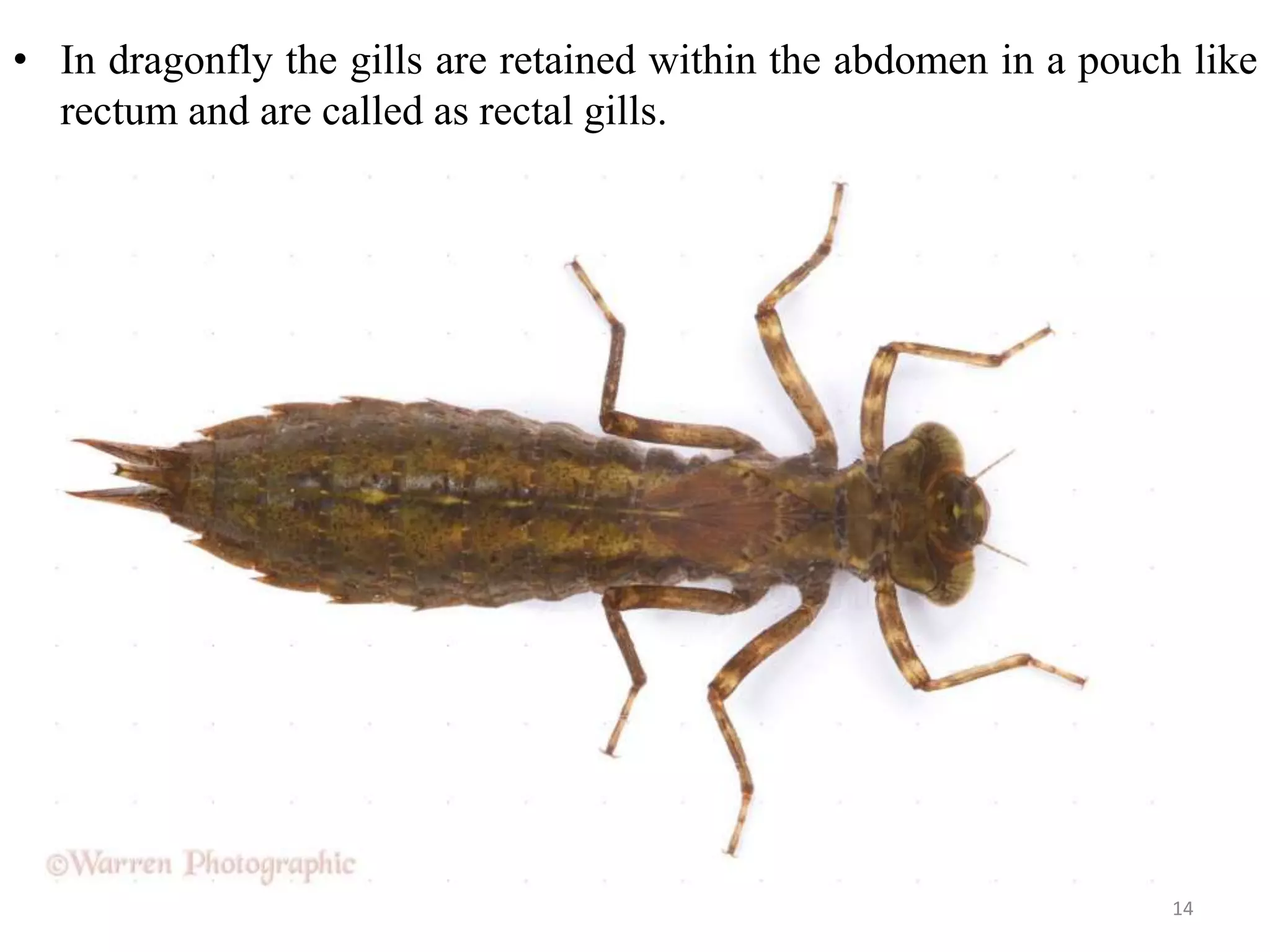 Abdominal structures in insects | PPTX