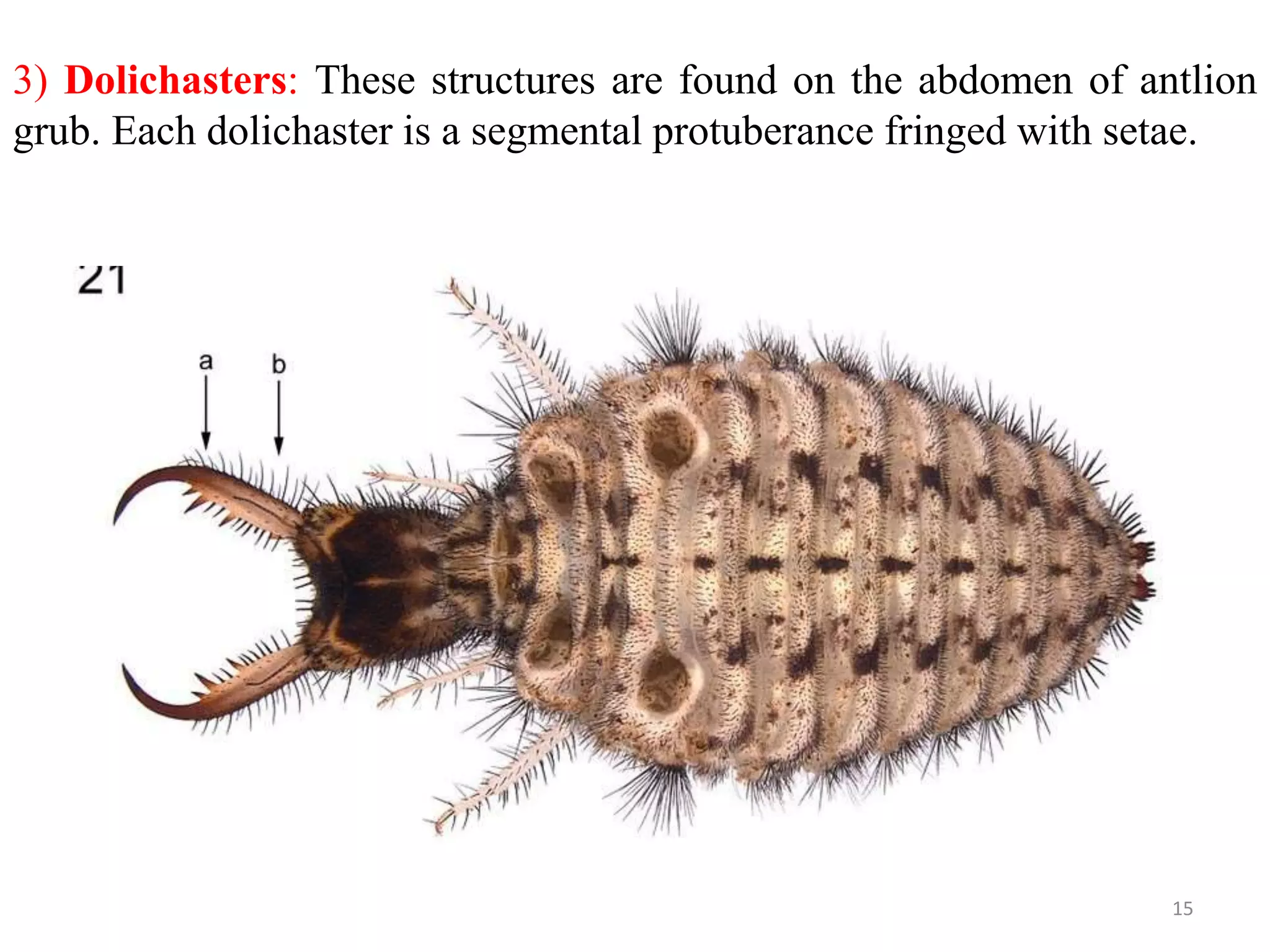 Abdominal structures in insects | PPTX | Fish and Aquariums | Pets