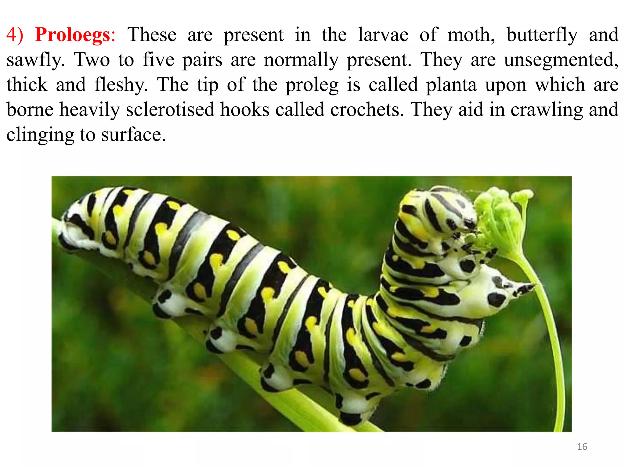 Abdominal structures in insects | PPTX