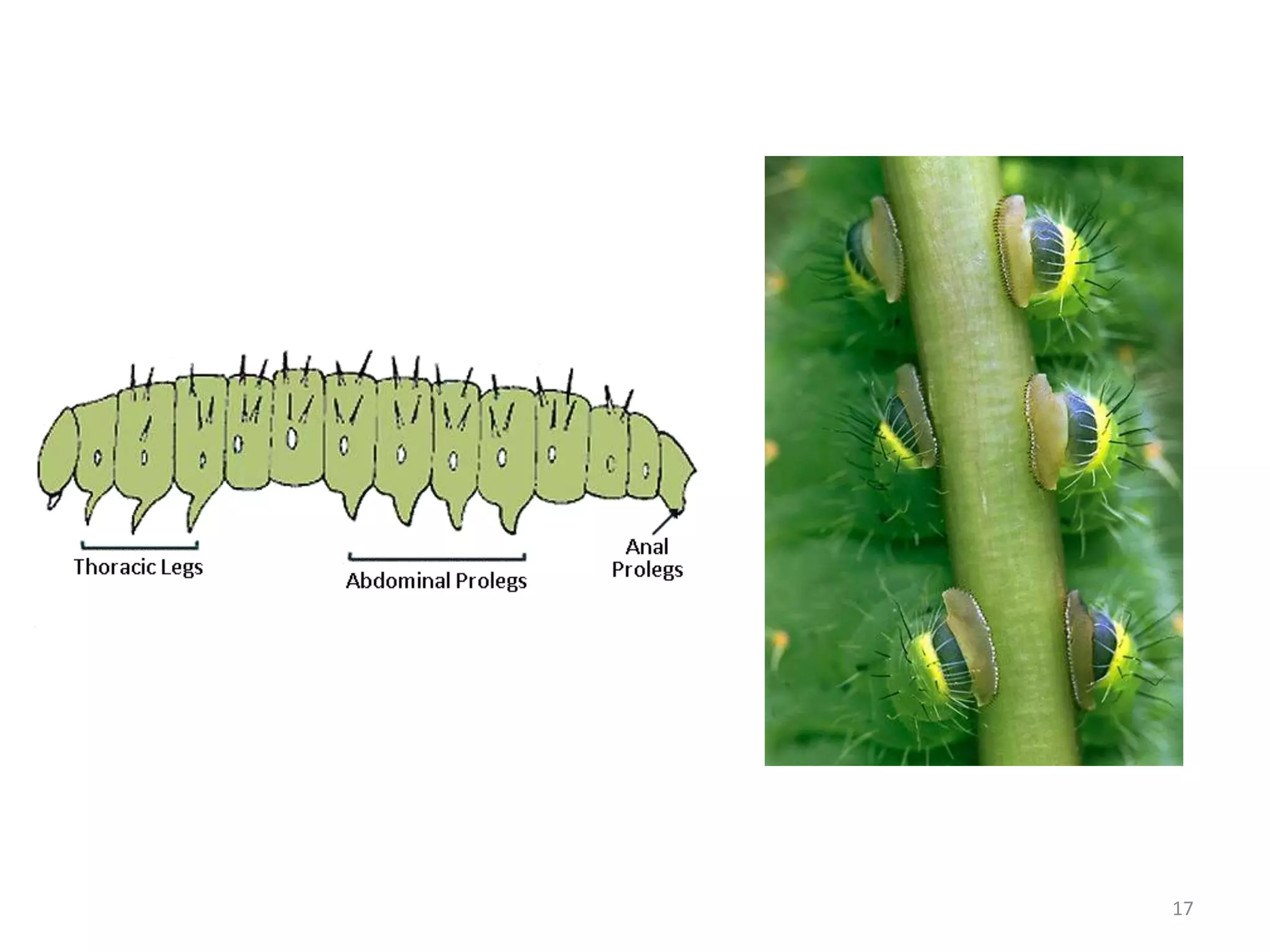 Abdominal structures in insects | PPTX