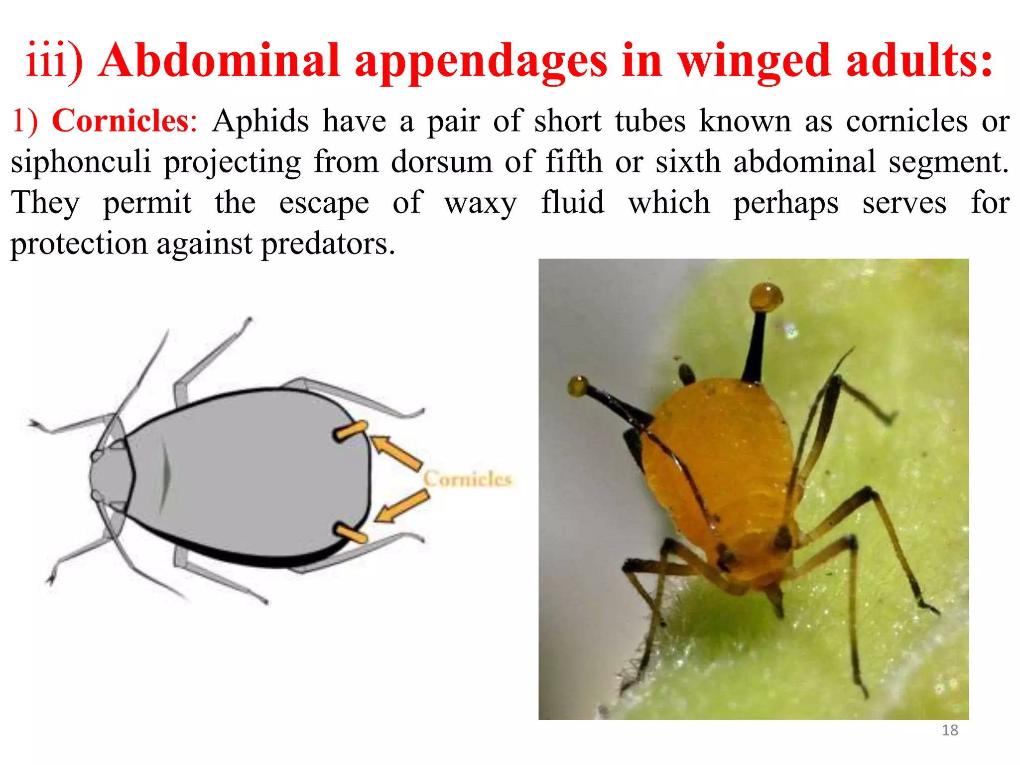 Abdominal structures in insects | PPTX