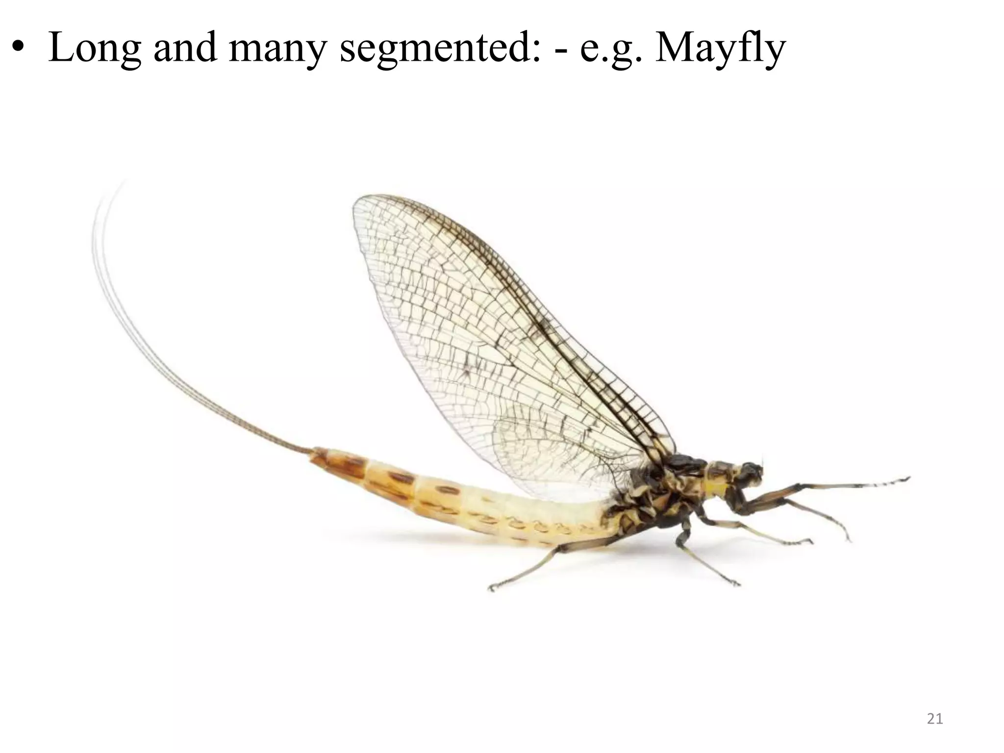 Abdominal structures in insects | PPTX