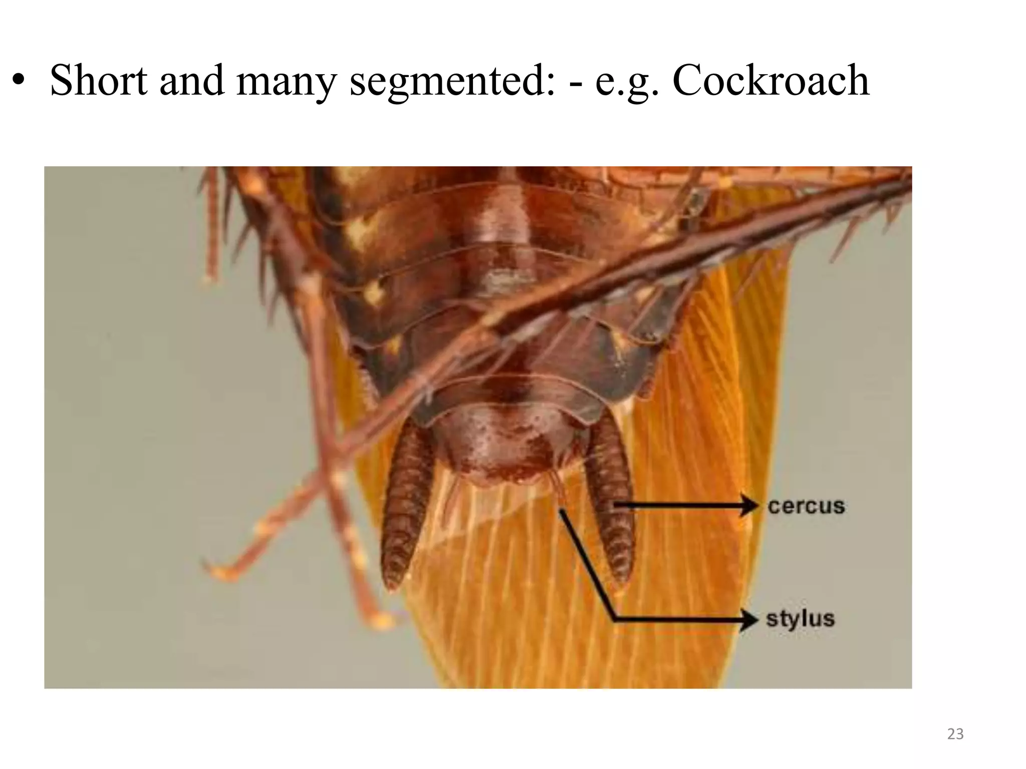 Abdominal structures in insects | PPTX | Fish and Aquariums | Pets