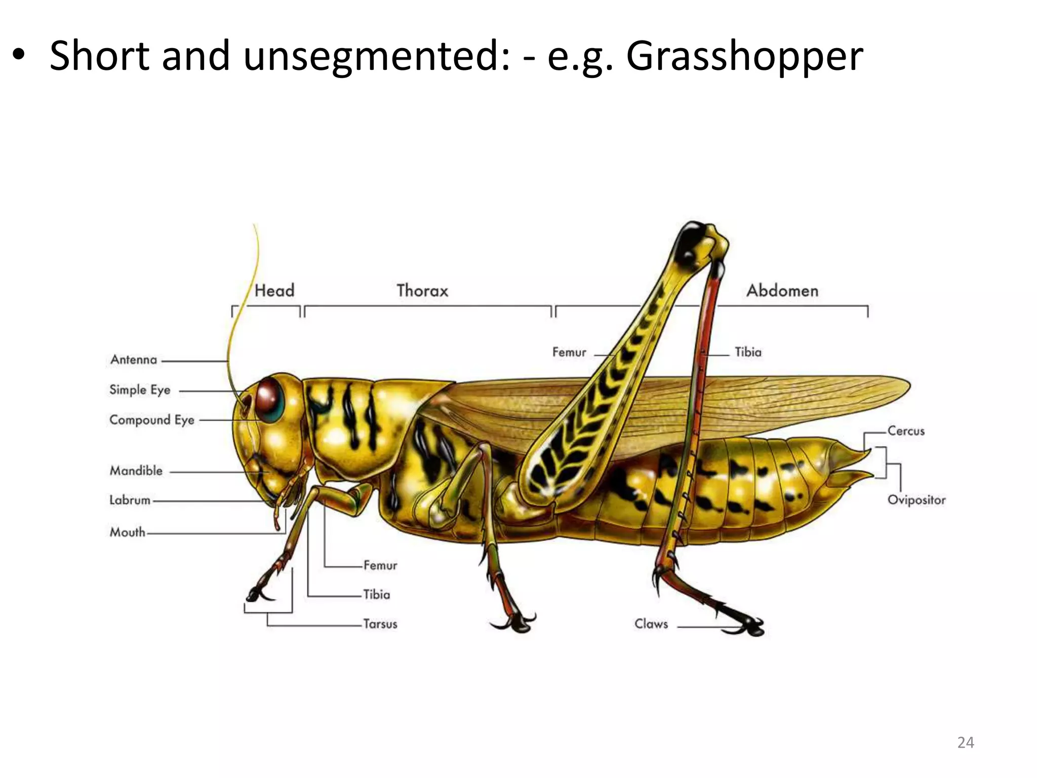 Abdominal structures in insects | PPTX