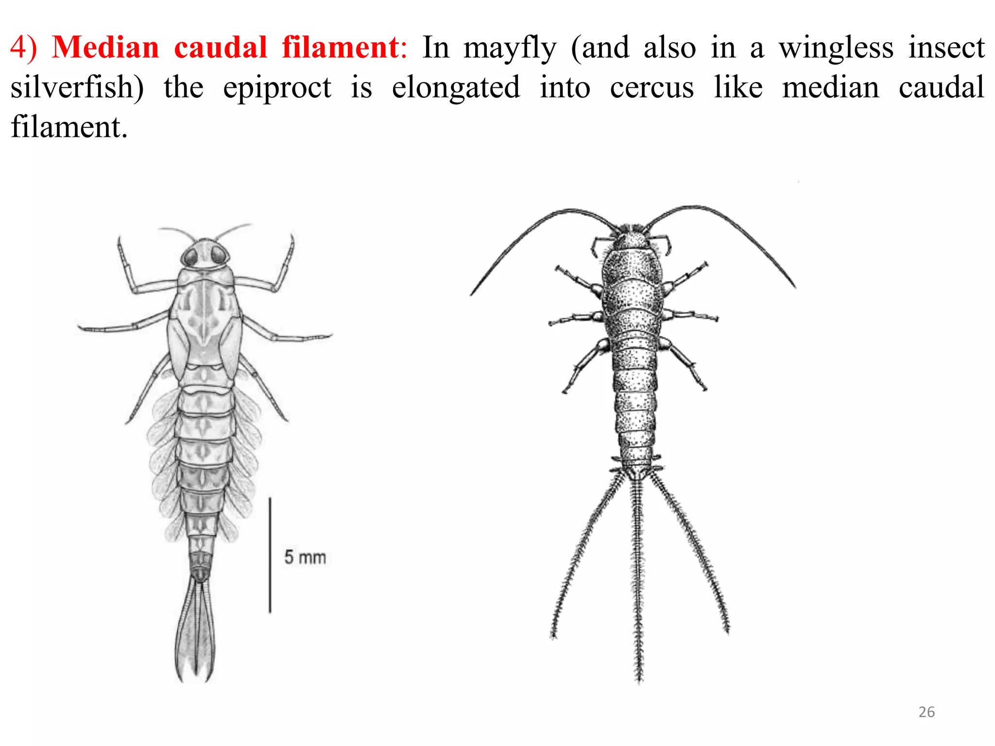 Abdominal structures in insects | PPTX