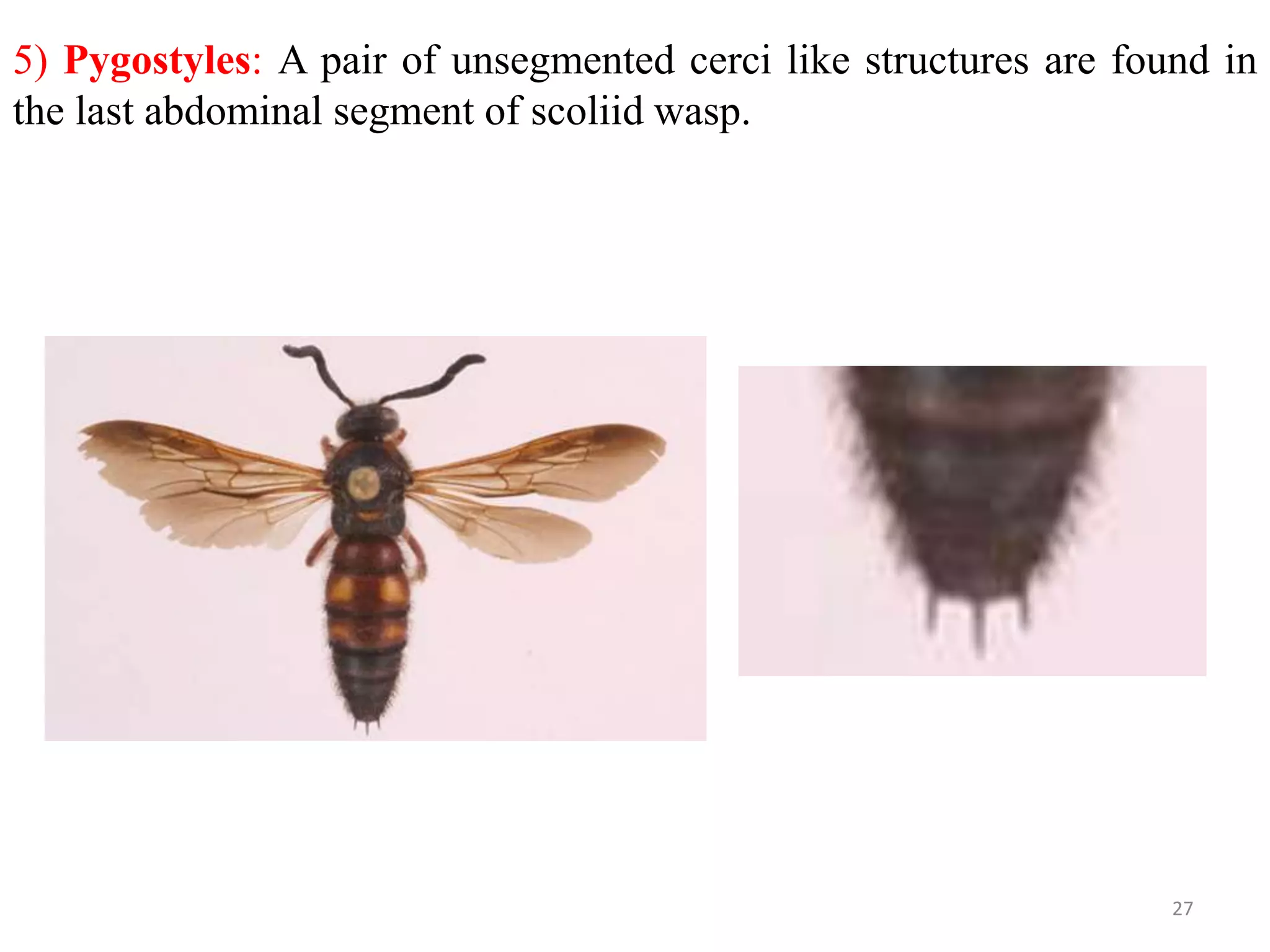Abdominal structures in insects | PPTX | Fish and Aquariums | Pets