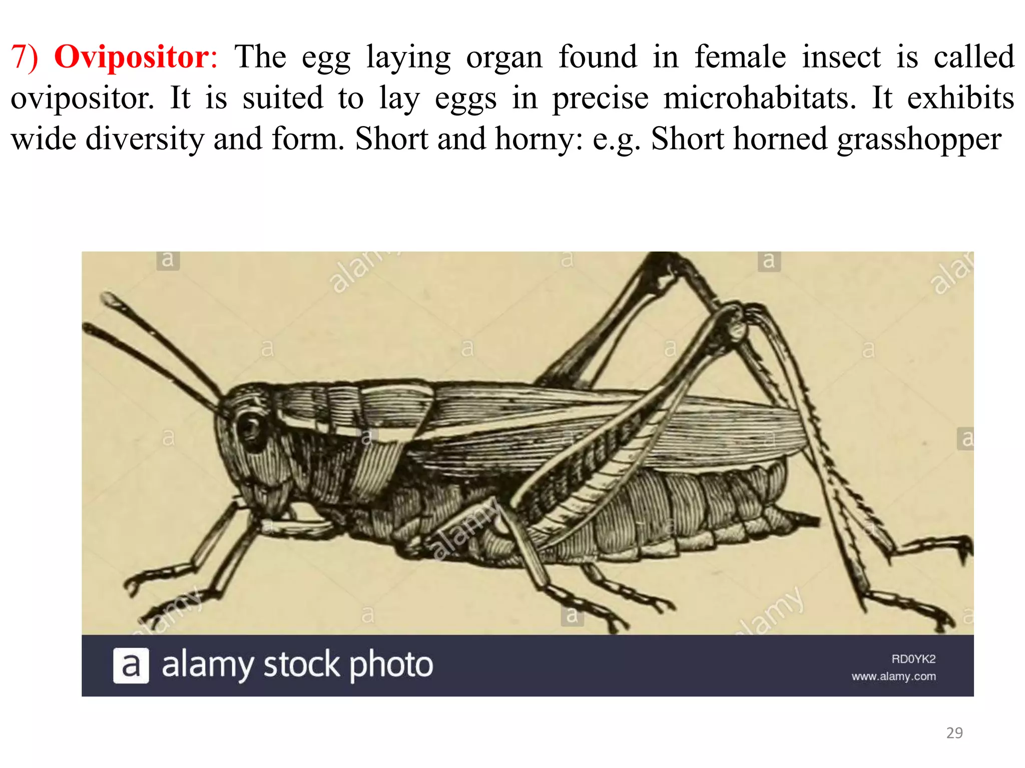 Abdominal structures in insects | PPT