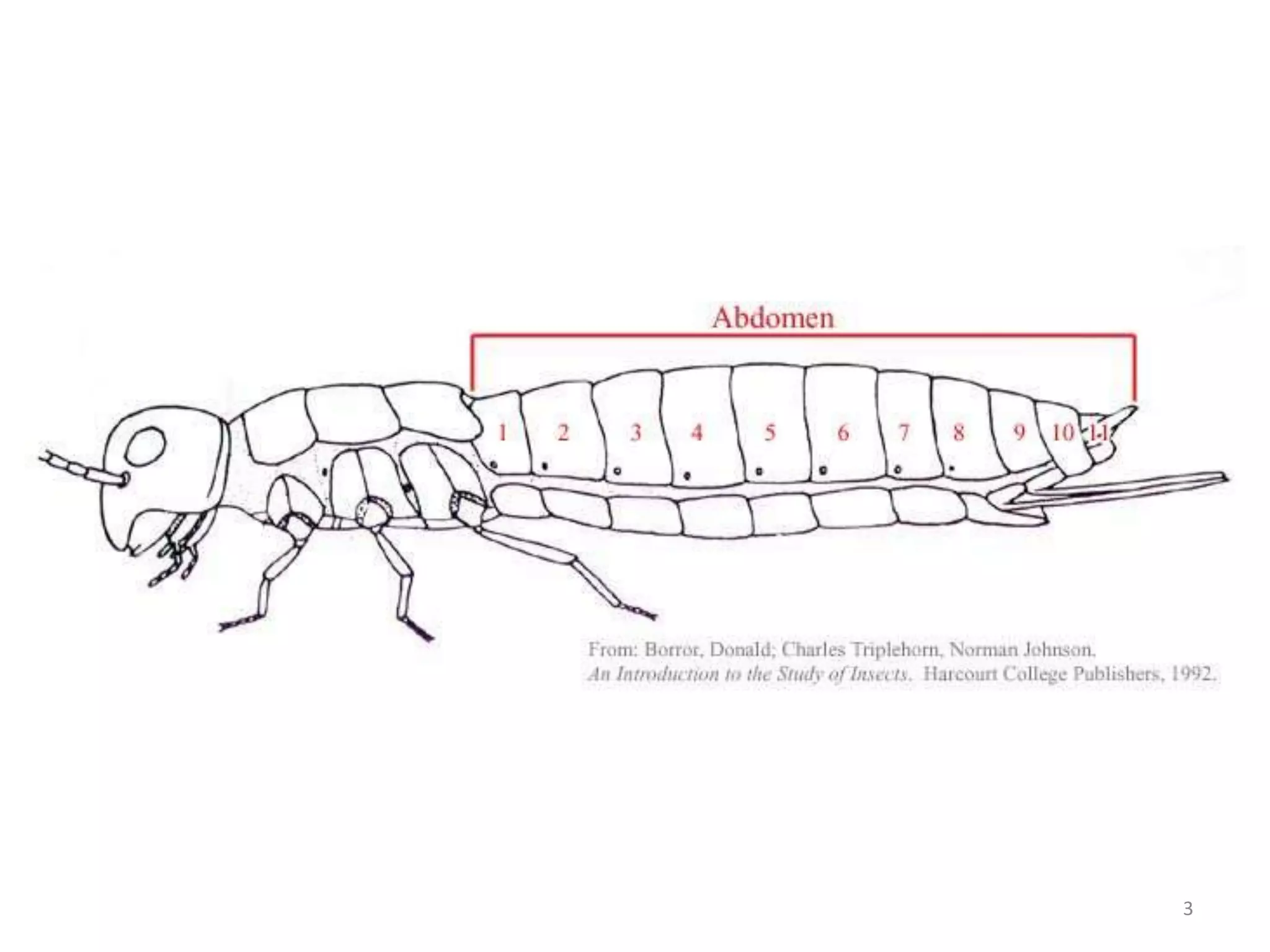 Abdominal structures in insects | PPTX | Fish and Aquariums | Pets