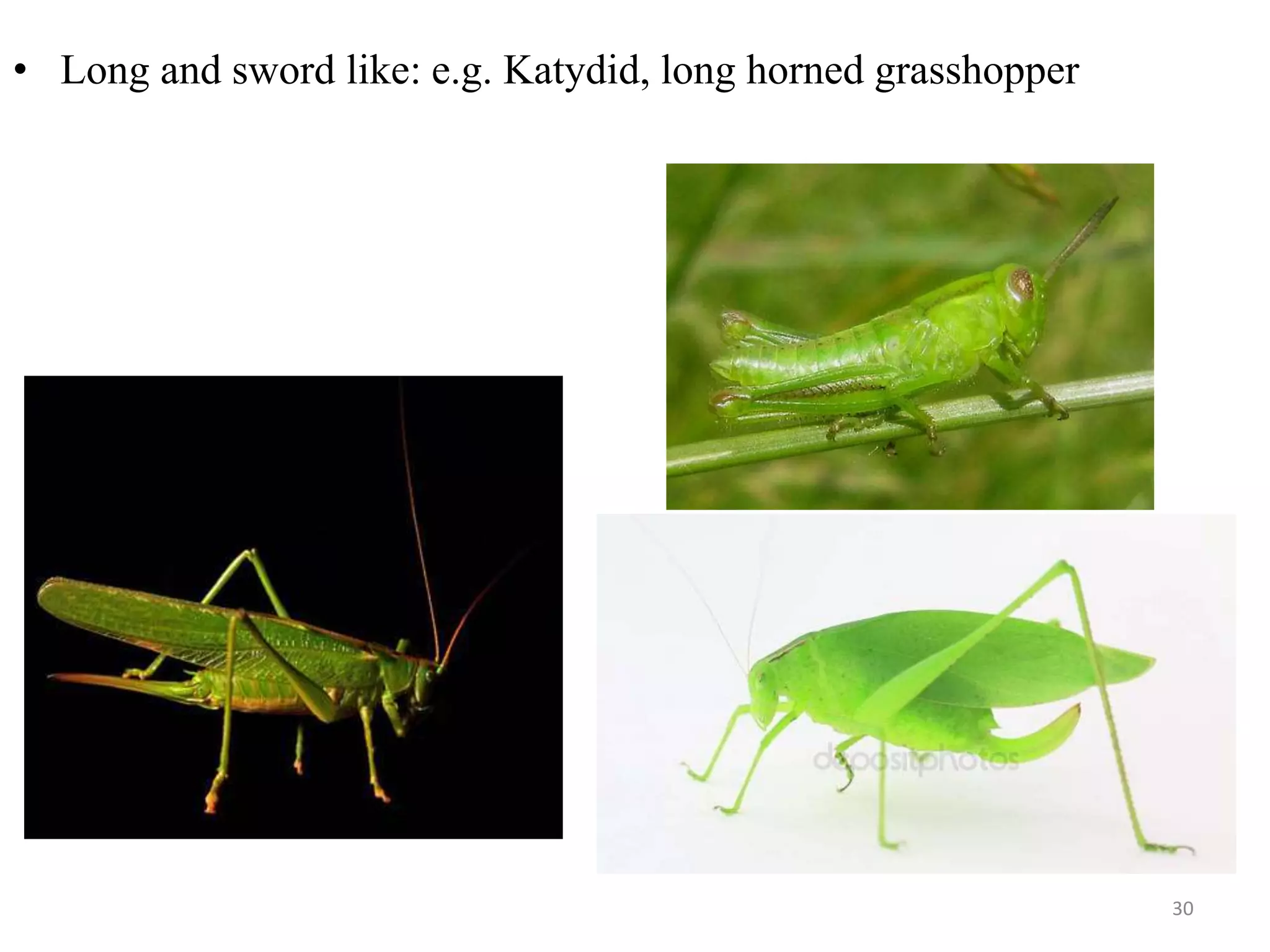 Abdominal structures in insects | PPT