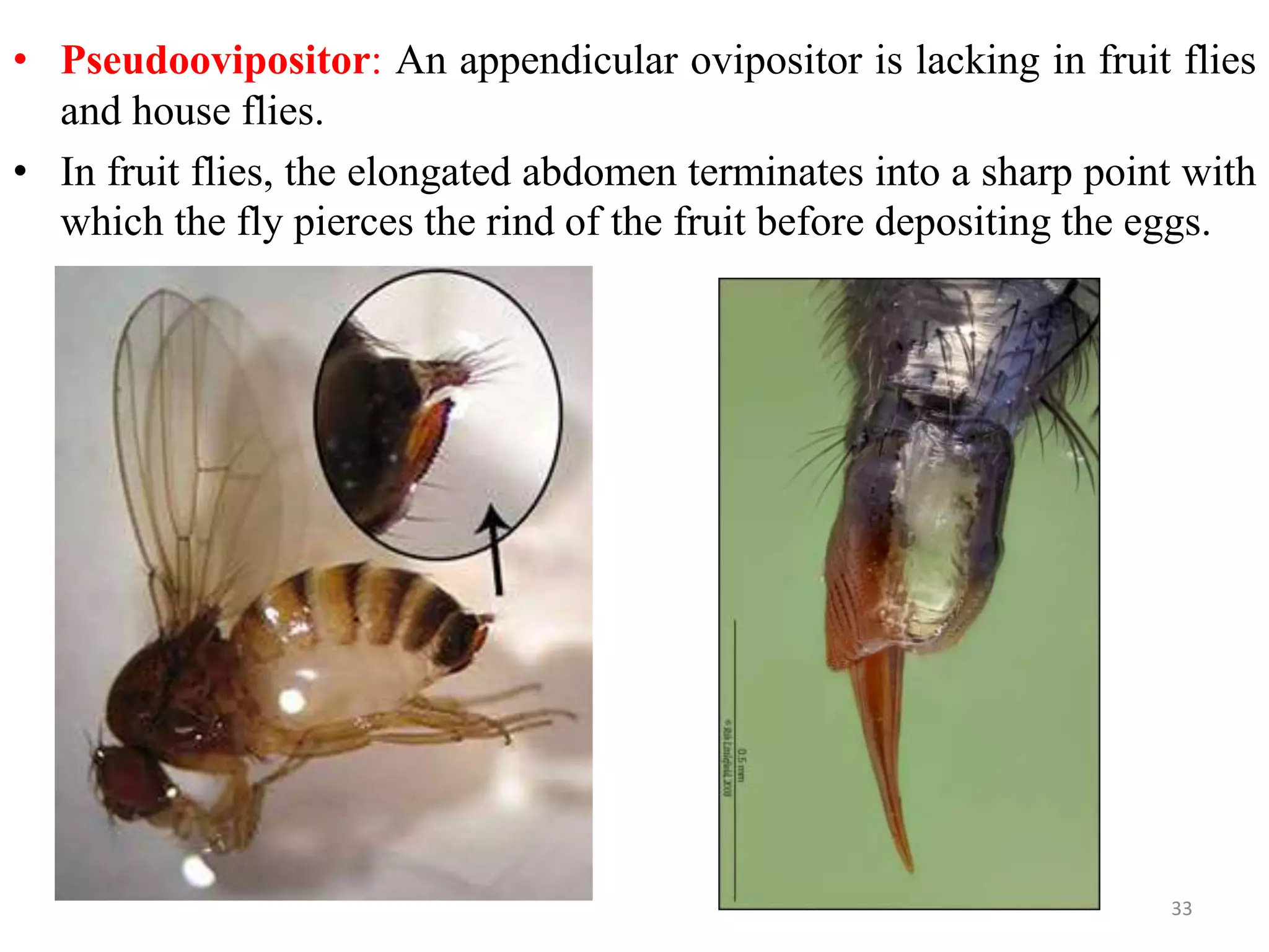 Abdominal structures in insects | PPTX