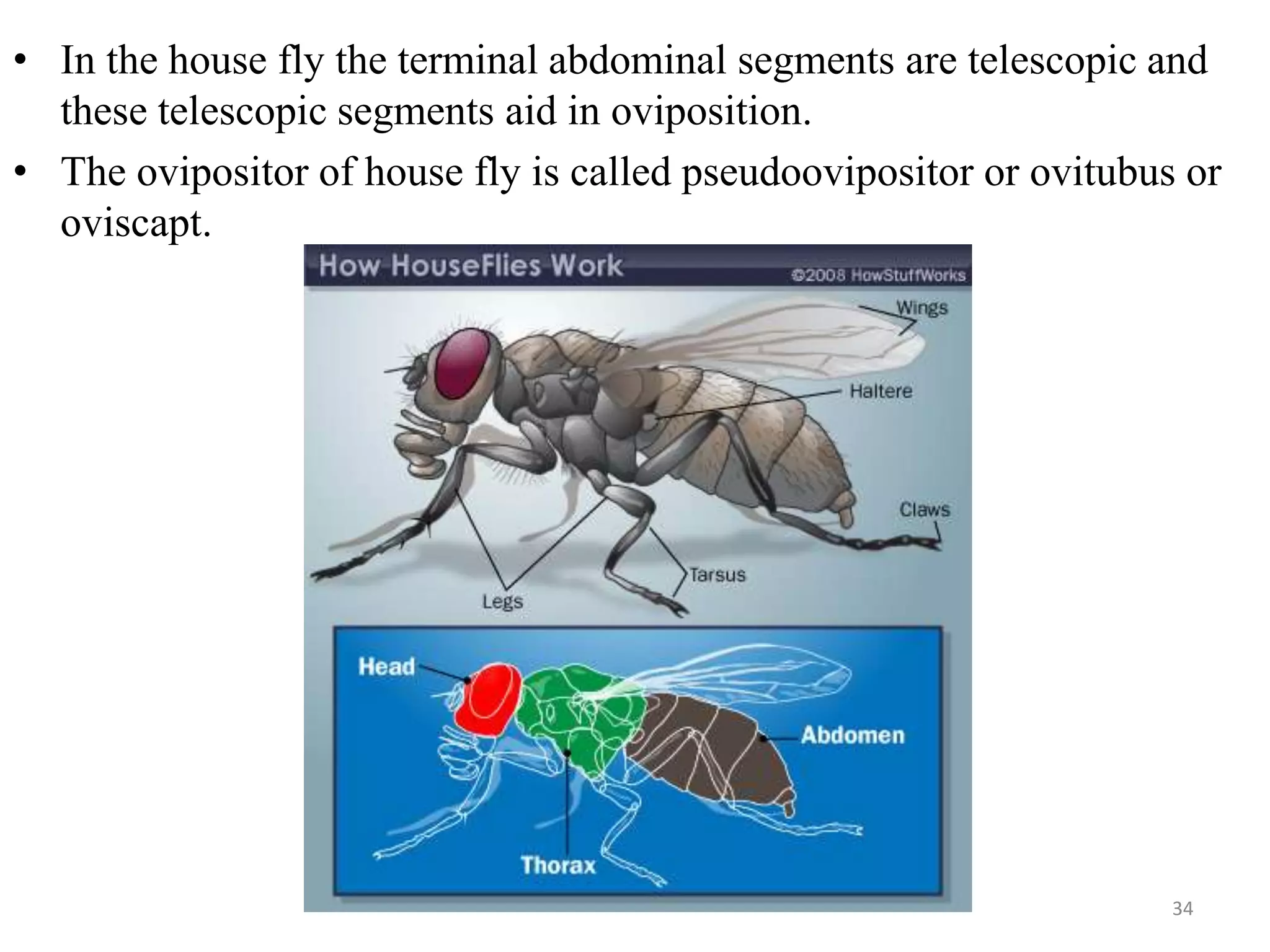 Abdominal structures in insects | PPTX
