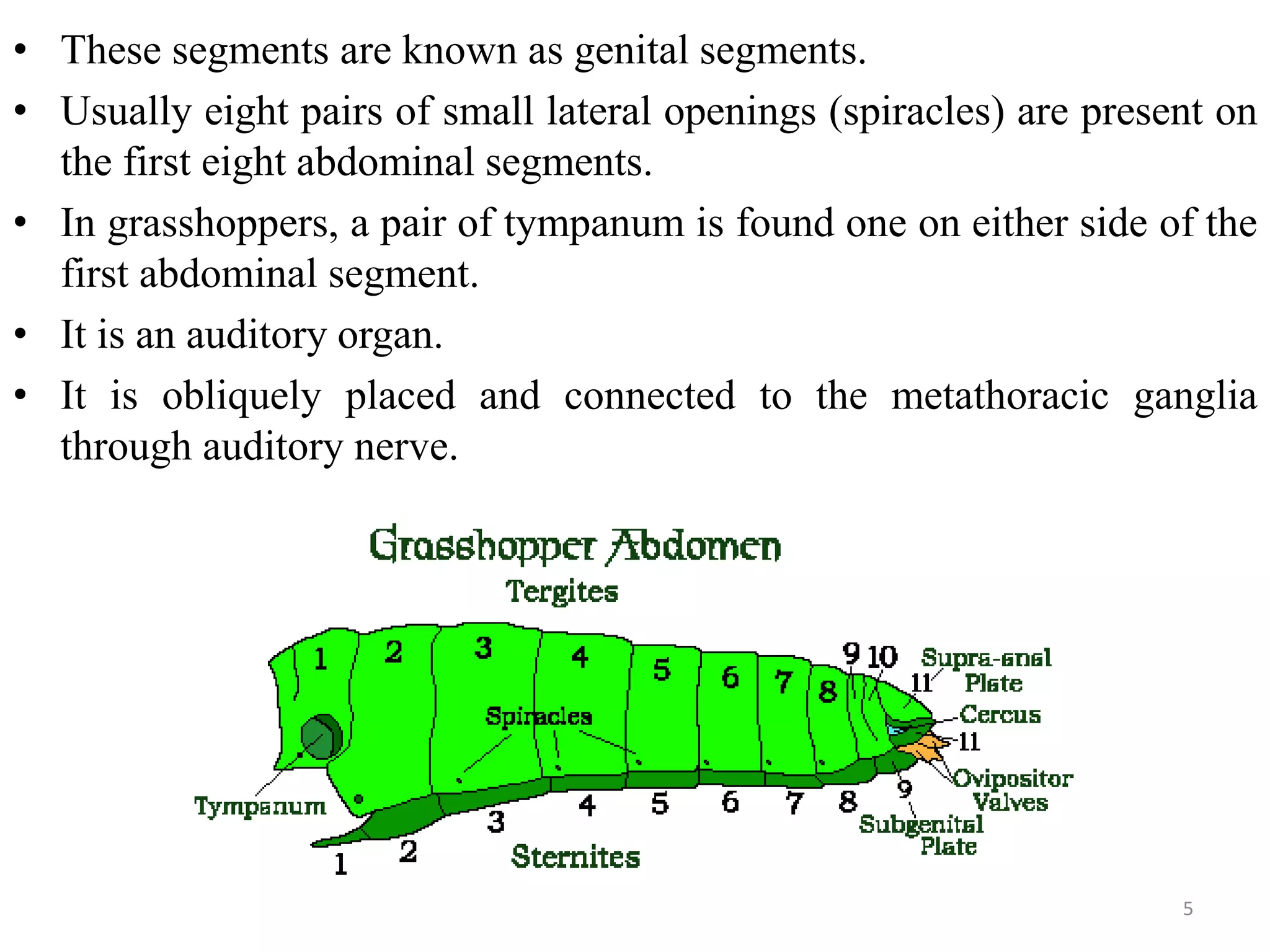 Abdominal structures in insects | PPTX