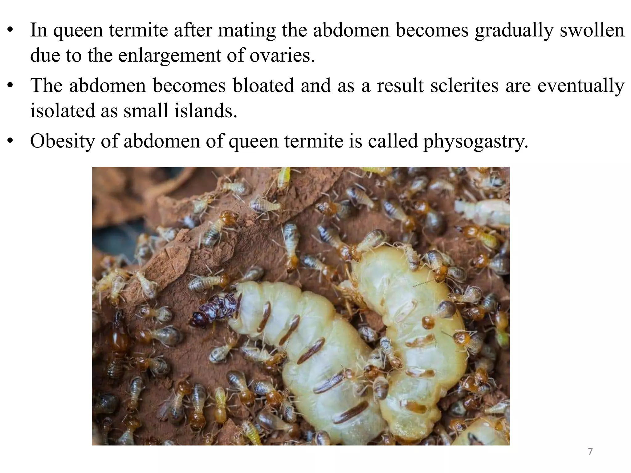 Abdominal structures in insects | PPTX