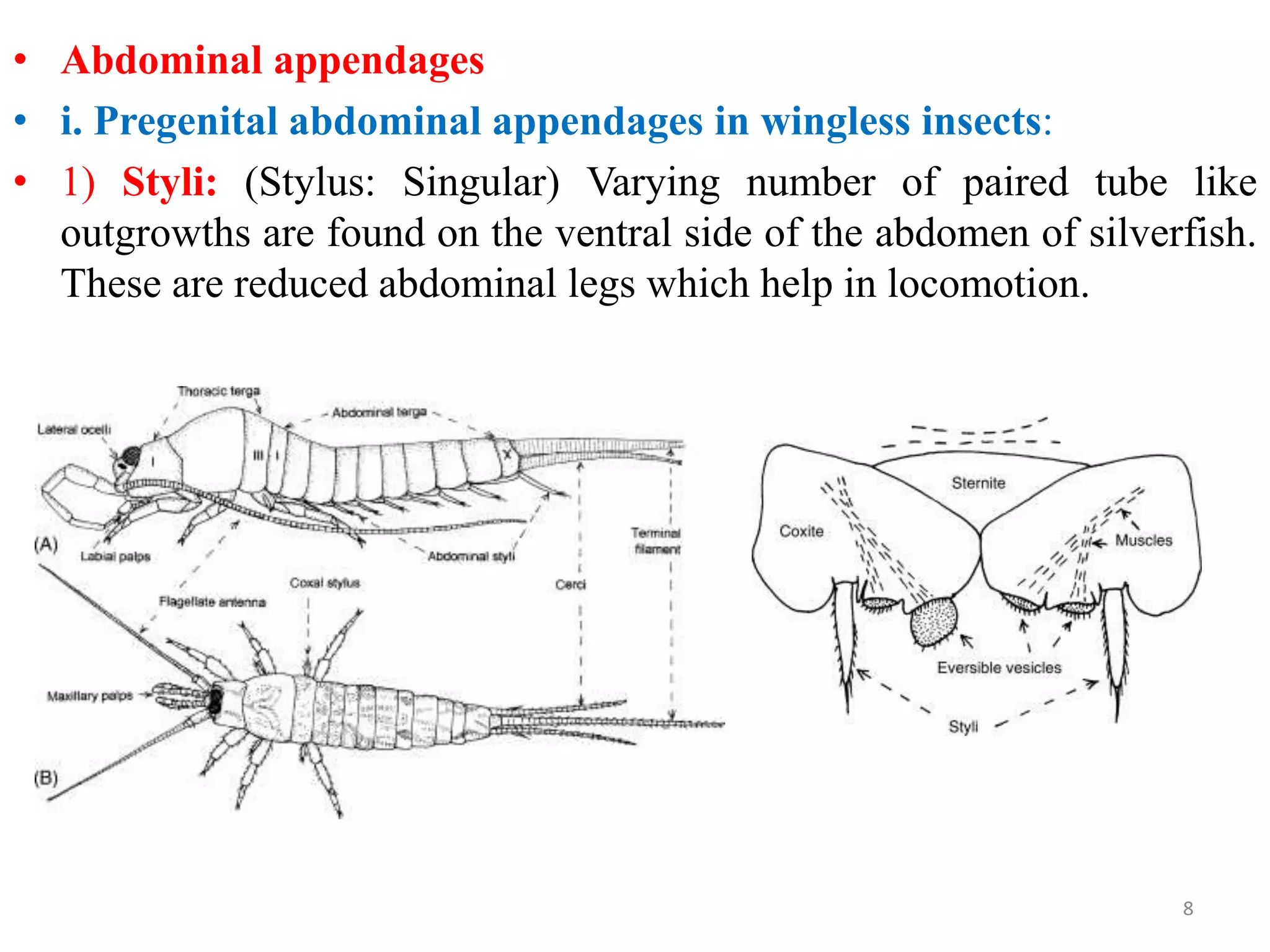 Abdominal structures in insects | PPTX | Fish and Aquariums | Pets