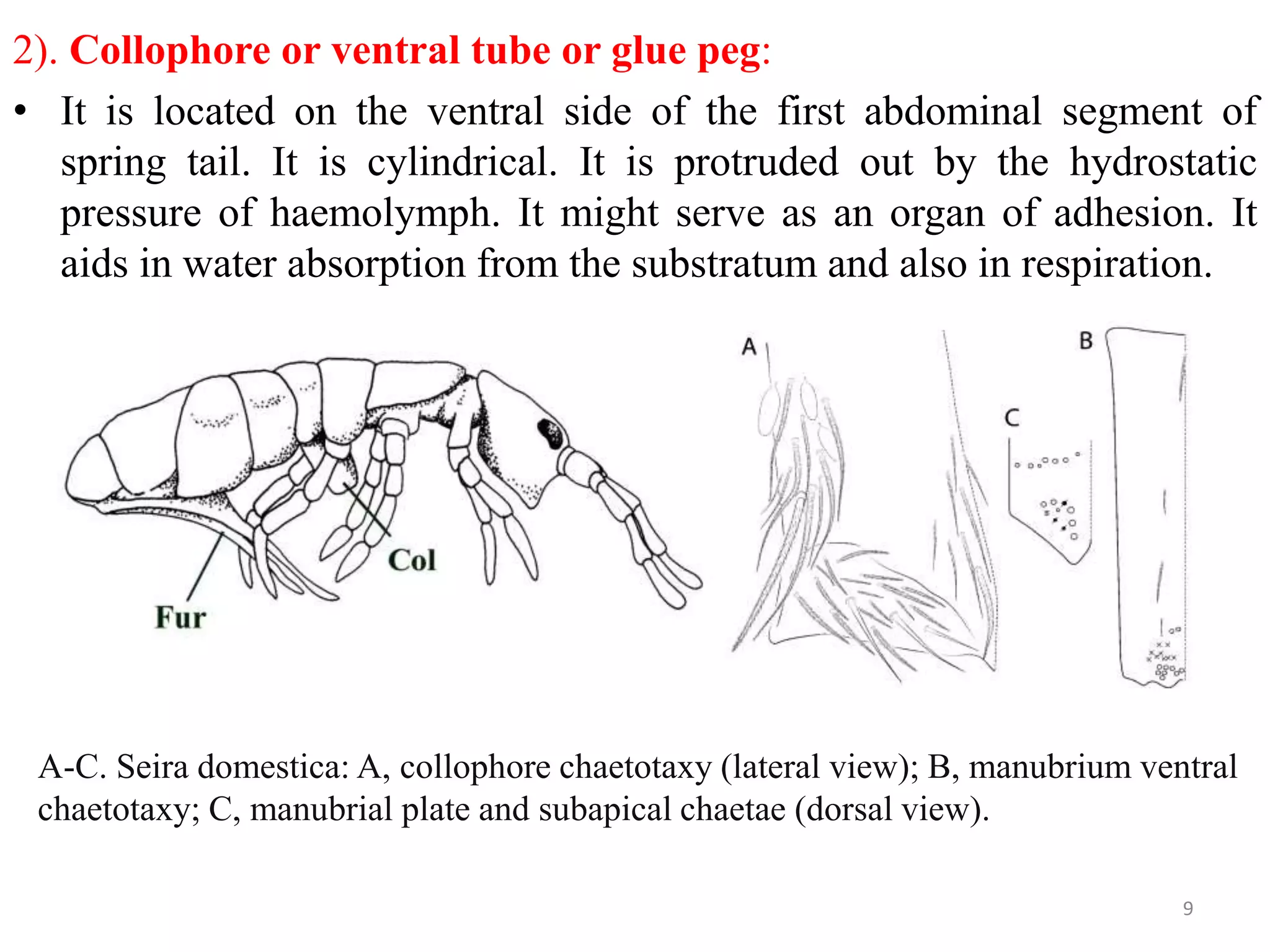 Abdominal structures in insects | PPTX