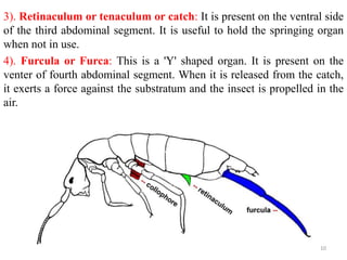 Abdominal structures in insects | PPTX