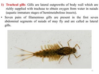Abdominal structures in insects | PPTX