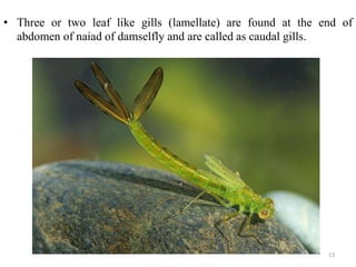 Abdominal structures in insects | PPTX