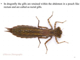Abdominal structures in insects | PPTX