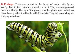 Abdominal structures in insects | PPTX