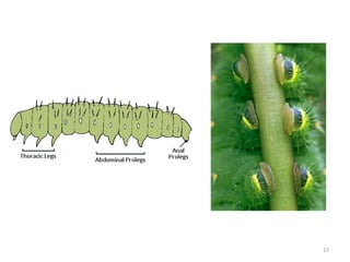 Abdominal structures in insects | PPTX