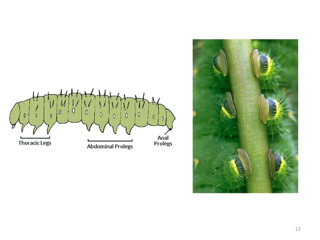 Abdominal structures in insects | PPTX | Fish and Aquariums | Pets