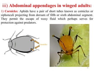 Abdominal structures in insects | PPTX | Fish and Aquariums | Pets