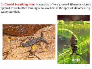 Abdominal structures in insects | PPTX