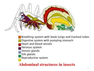 Abdominal structures in insects | PPTX