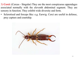 Abdominal structures in insects | PPTX