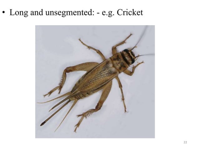 Abdominal structures in insects | PPTX | Fish and Aquariums | Pets