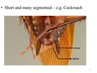 Abdominal structures in insects | PPTX