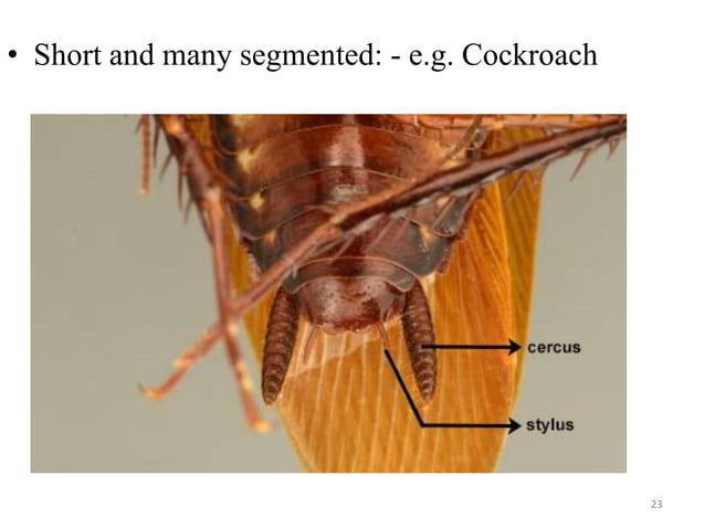 Abdominal structures in insects | PPTX | Fish and Aquariums | Pets