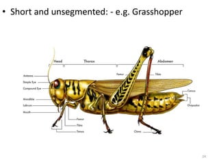 Abdominal structures in insects | PPTX