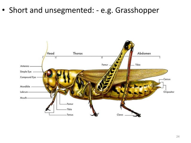 Abdominal structures in insects | PPTX | Fish and Aquariums | Pets
