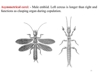 Abdominal structures in insects | PPTX
