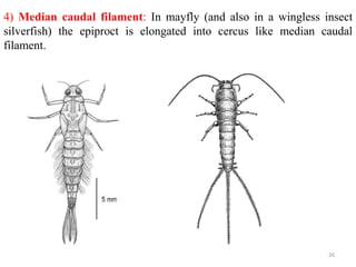 Abdominal structures in insects | PPTX