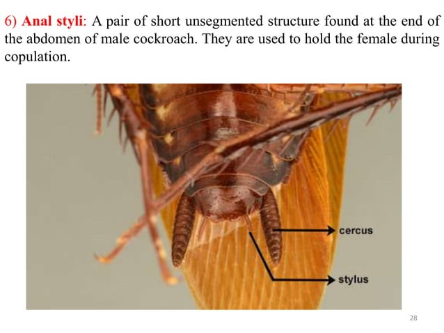 Abdominal structures in insects | PPTX | Fish and Aquariums | Pets