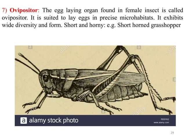 Abdominal structures in insects | PPTX | Fish and Aquariums | Pets