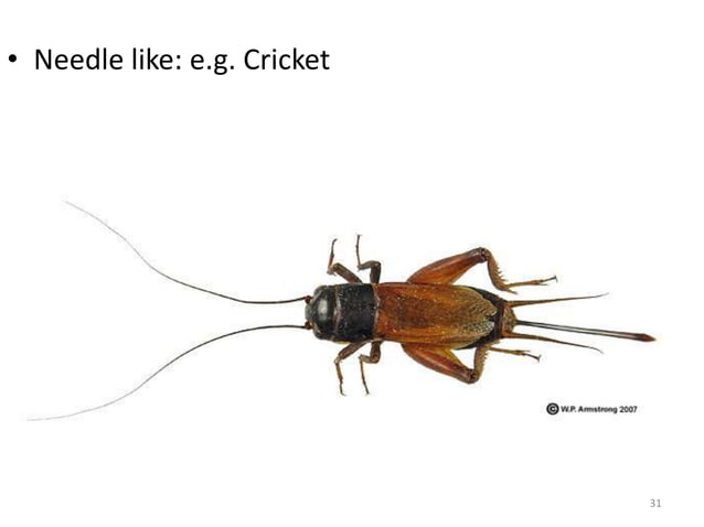 Abdominal structures in insects | PPTX | Fish and Aquariums | Pets