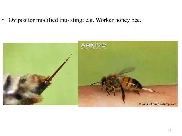 Abdominal structures in insects | PPTX | Fish and Aquariums | Pets