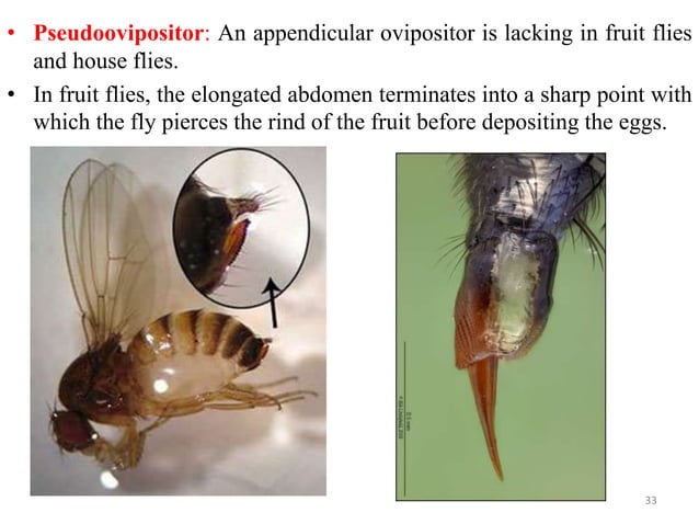 Abdominal structures in insects | PPTX | Fish and Aquariums | Pets
