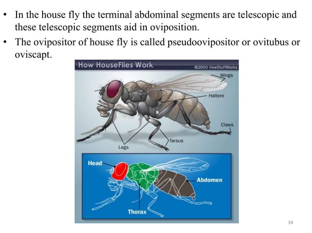 Abdominal structures in insects | PPTX | Fish and Aquariums | Pets