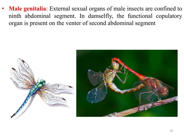 Abdominal structures in insects | PPTX | Fish and Aquariums | Pets