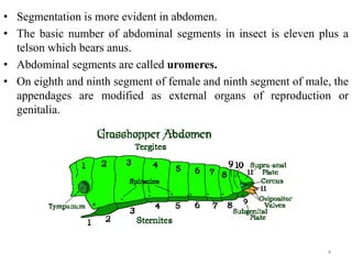 Abdominal structures in insects | PPTX